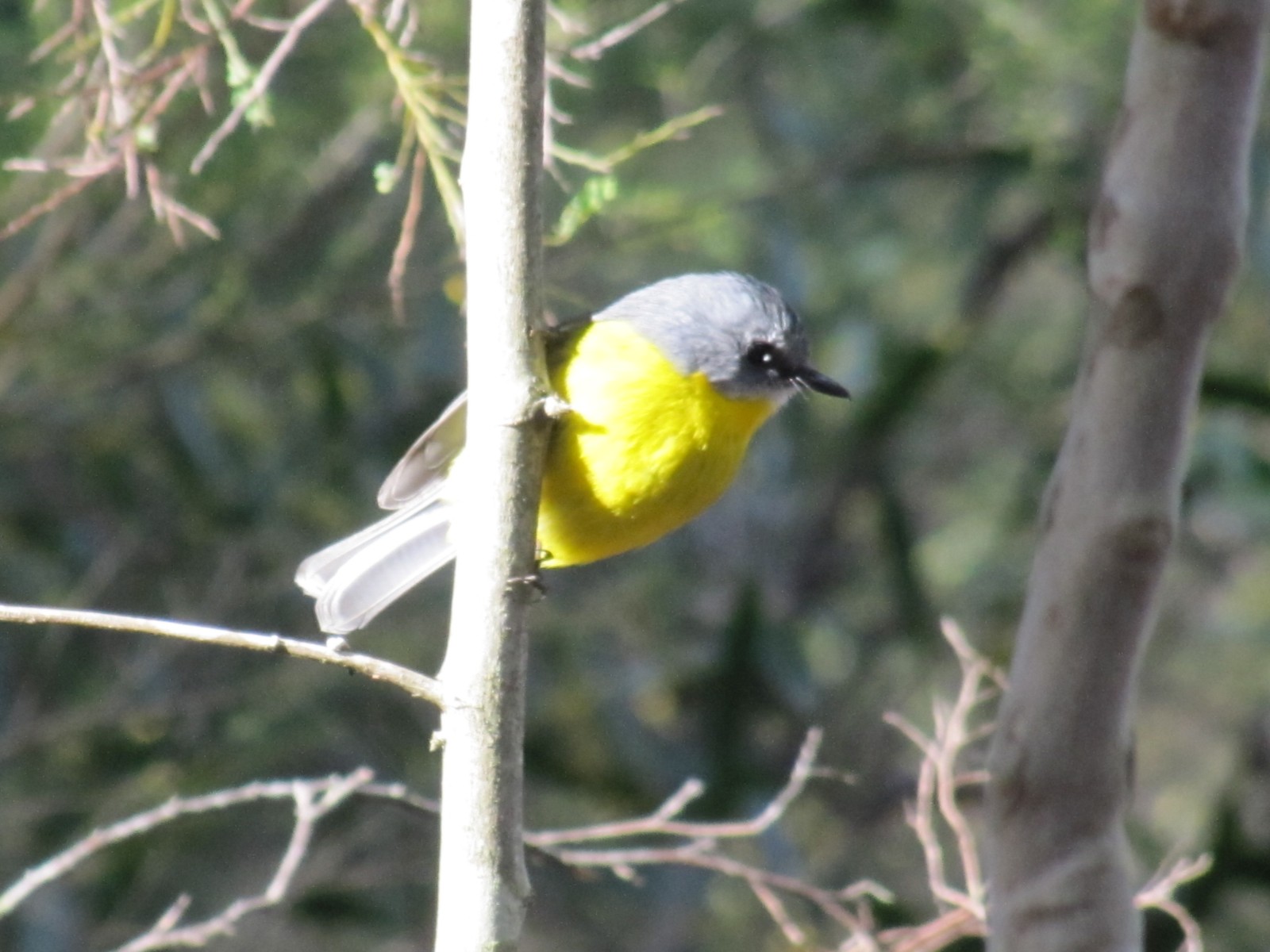 Robins Archives - Trevor's Birding - Trevor's Birding