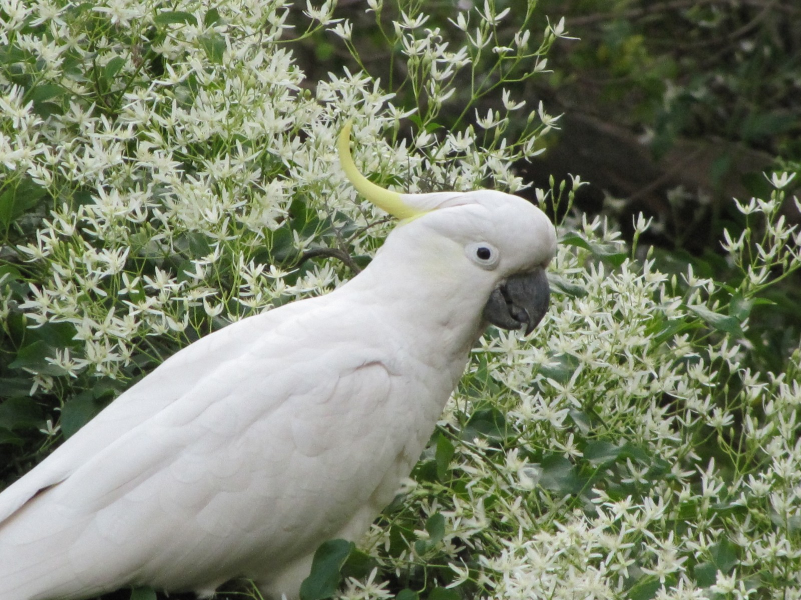 Sulphur Crested Cockatoos up close - Trevor's Birding