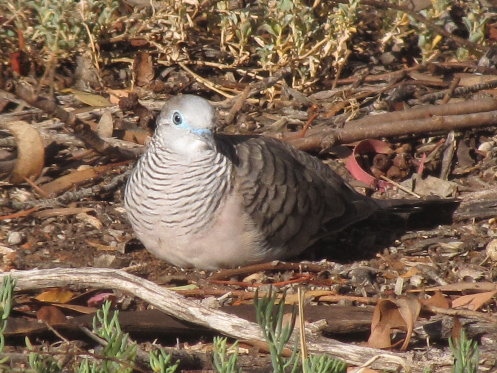 Peaceful Dove Archives - Trevor's Birding - Trevor's Birding