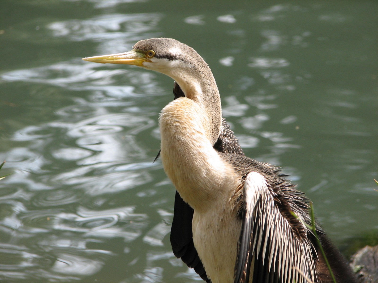 Watch out darter - Trevor's Birding
