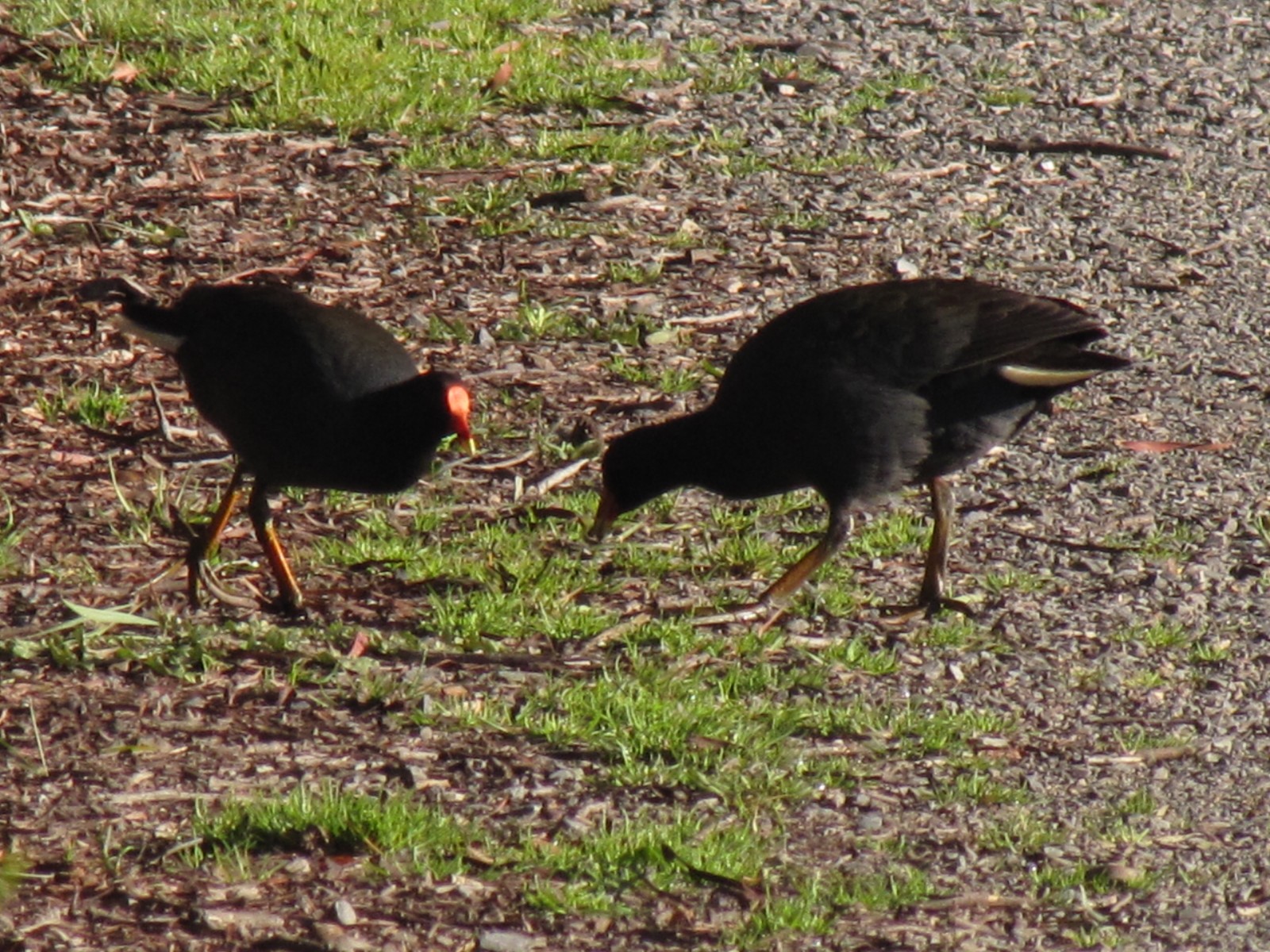Dusky Moorhens at Laratinga Wetlands - Trevor's Birding