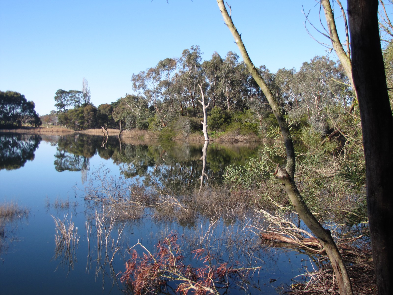 Laratinga Wetlands Mt Barker - Trevor's Birding
