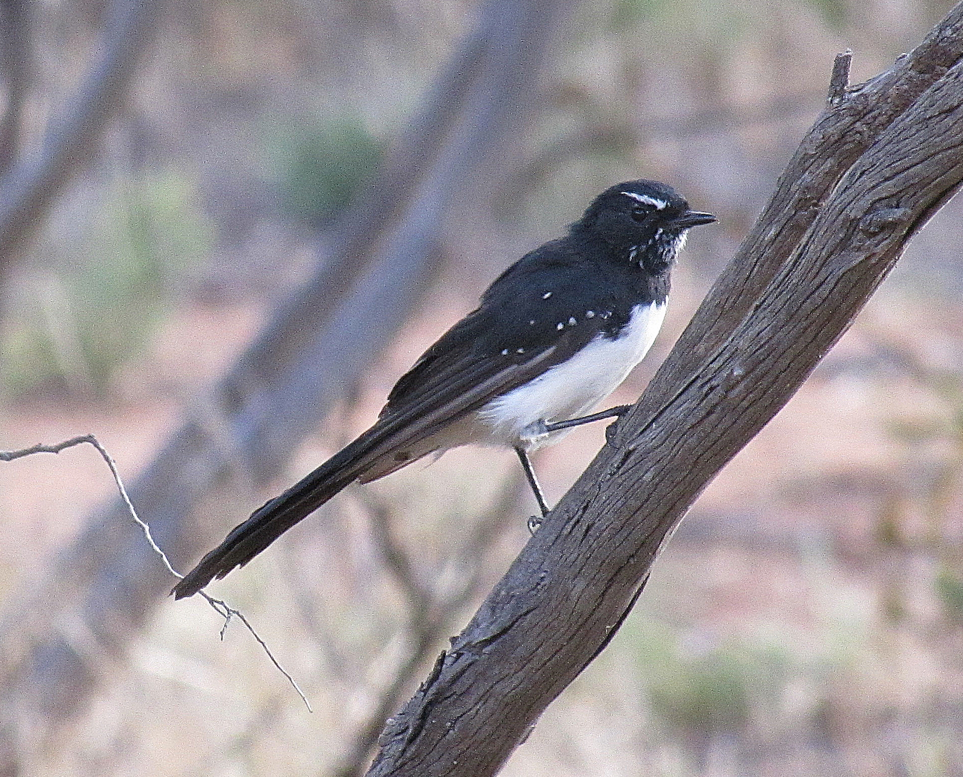 aggressive birds Archives - Trevor's Birding - Trevor's Birding
