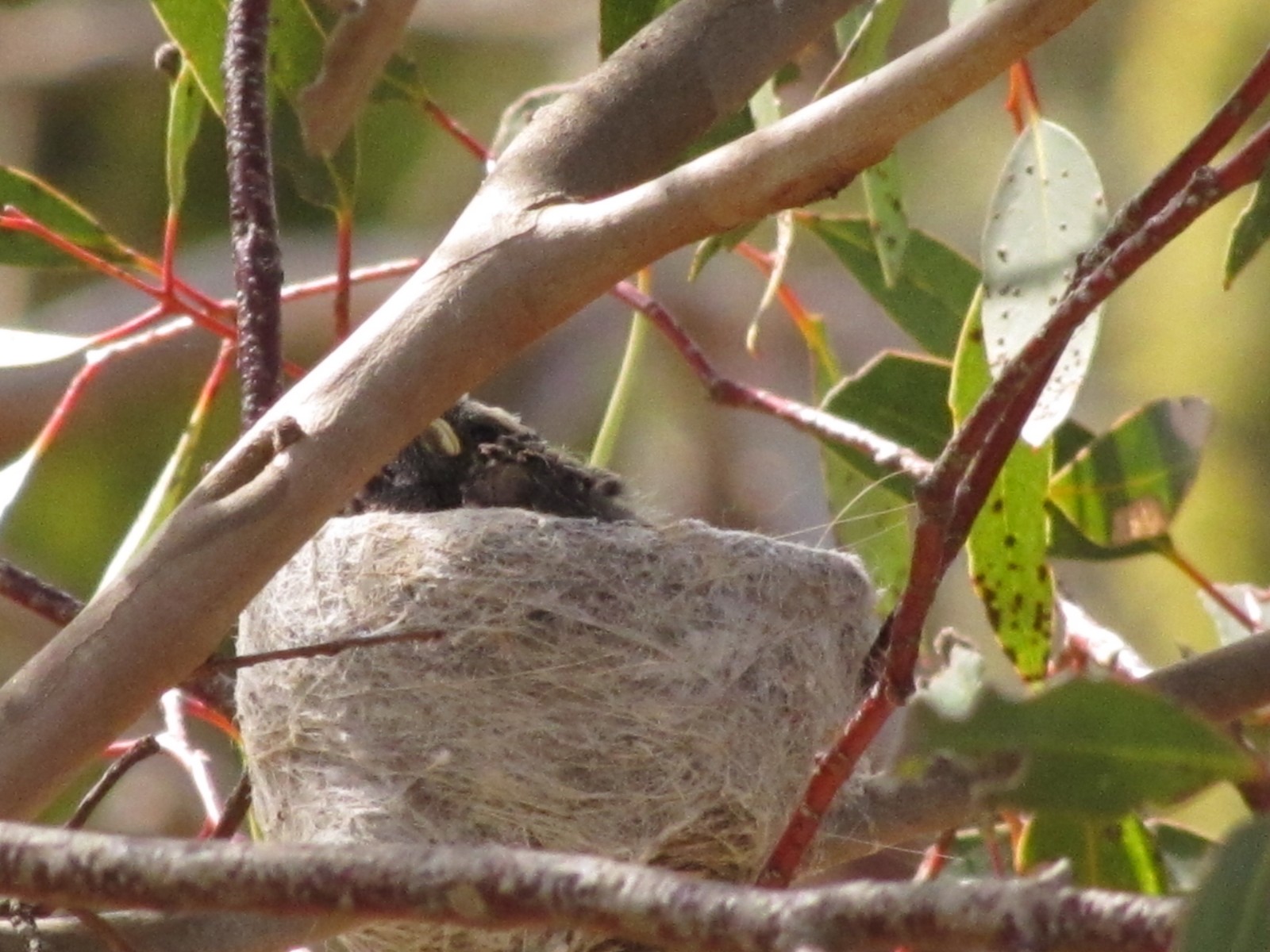 Baby birds Archives - Trevor's Birding - Trevor's Birding
