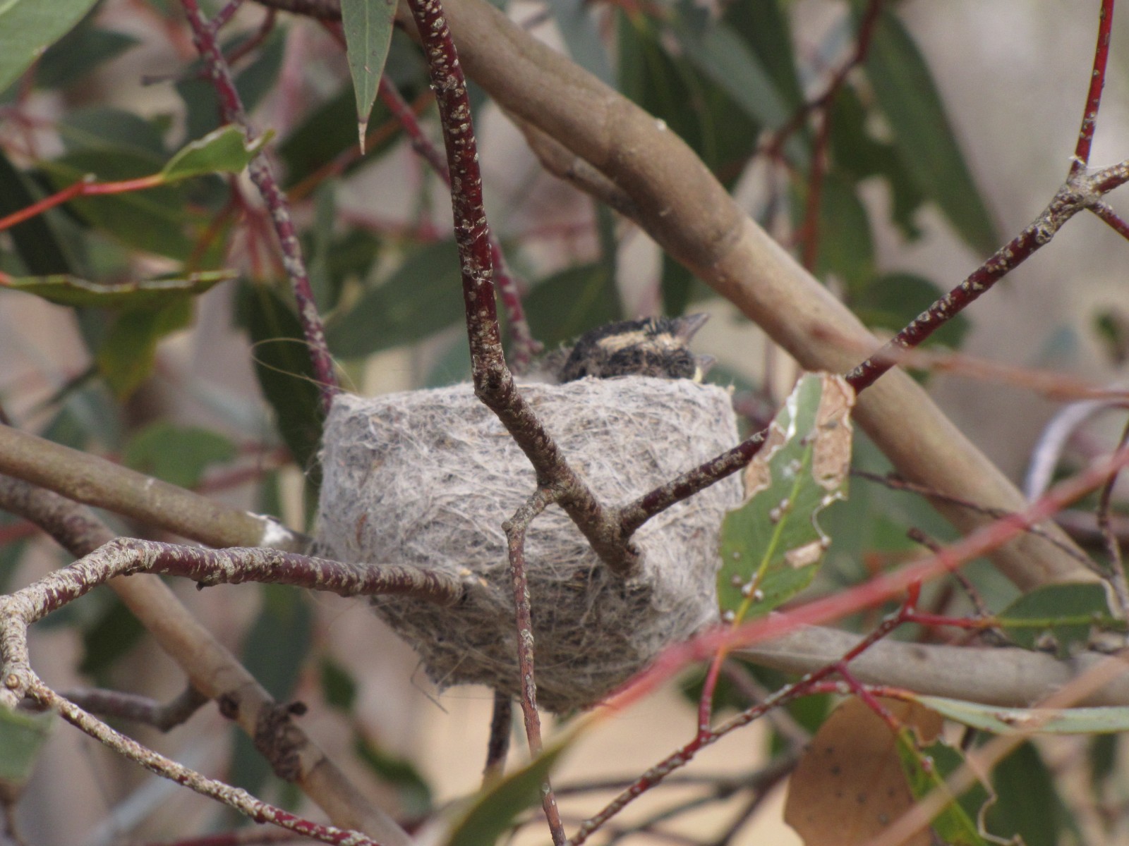 Baby birds Archives - Trevor's Birding - Trevor's Birding