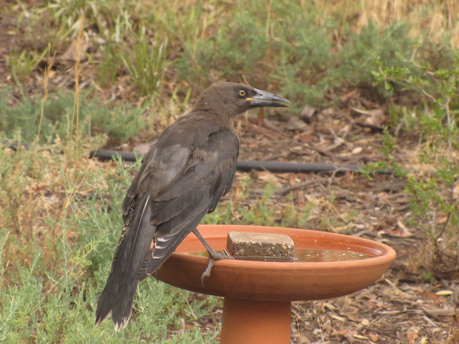 Grey Currawong Archives - Trevor's Birding - Trevor's Birding