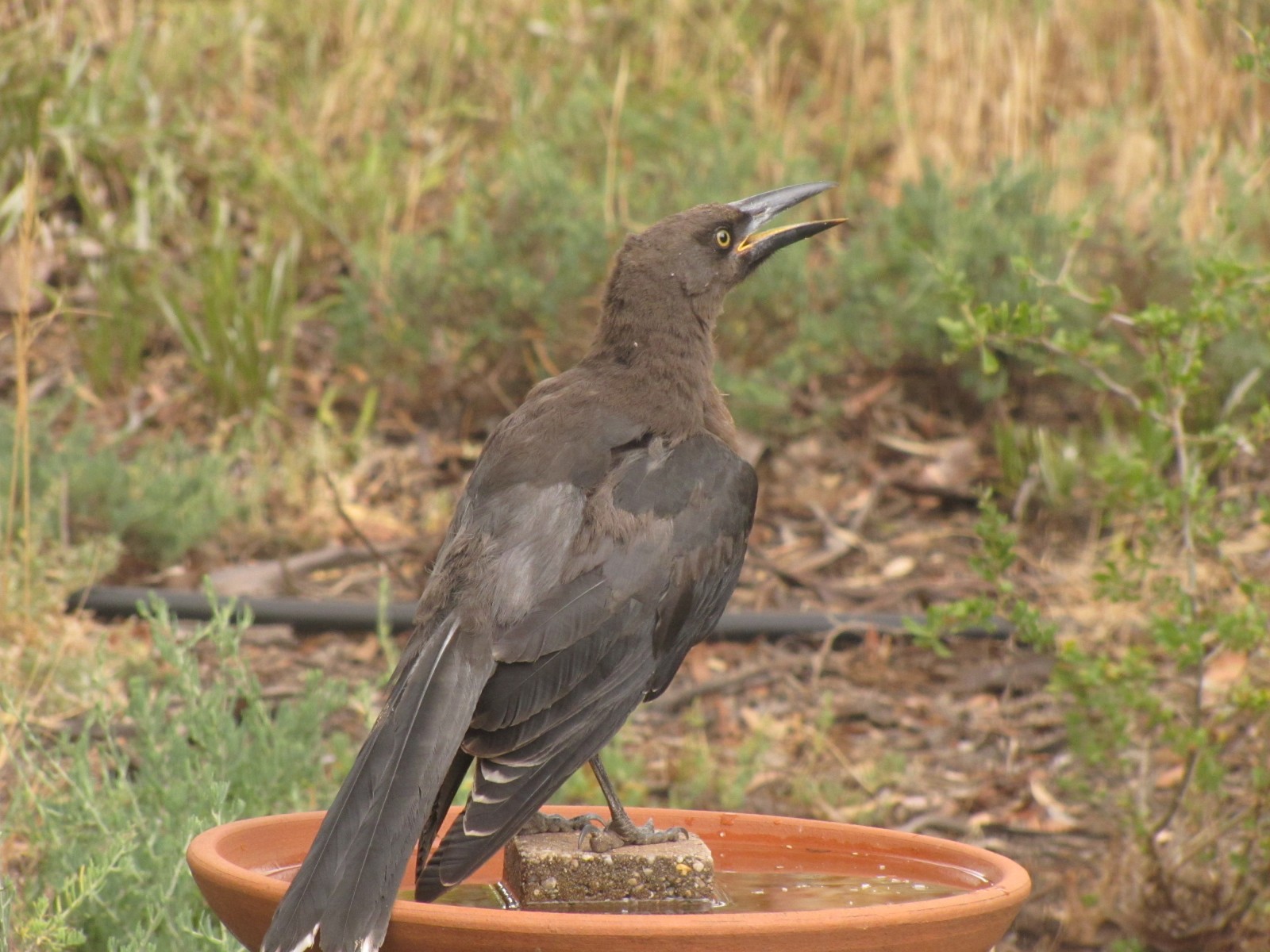 Grey Currawong Archives - Trevor's Birding - Trevor's Birding