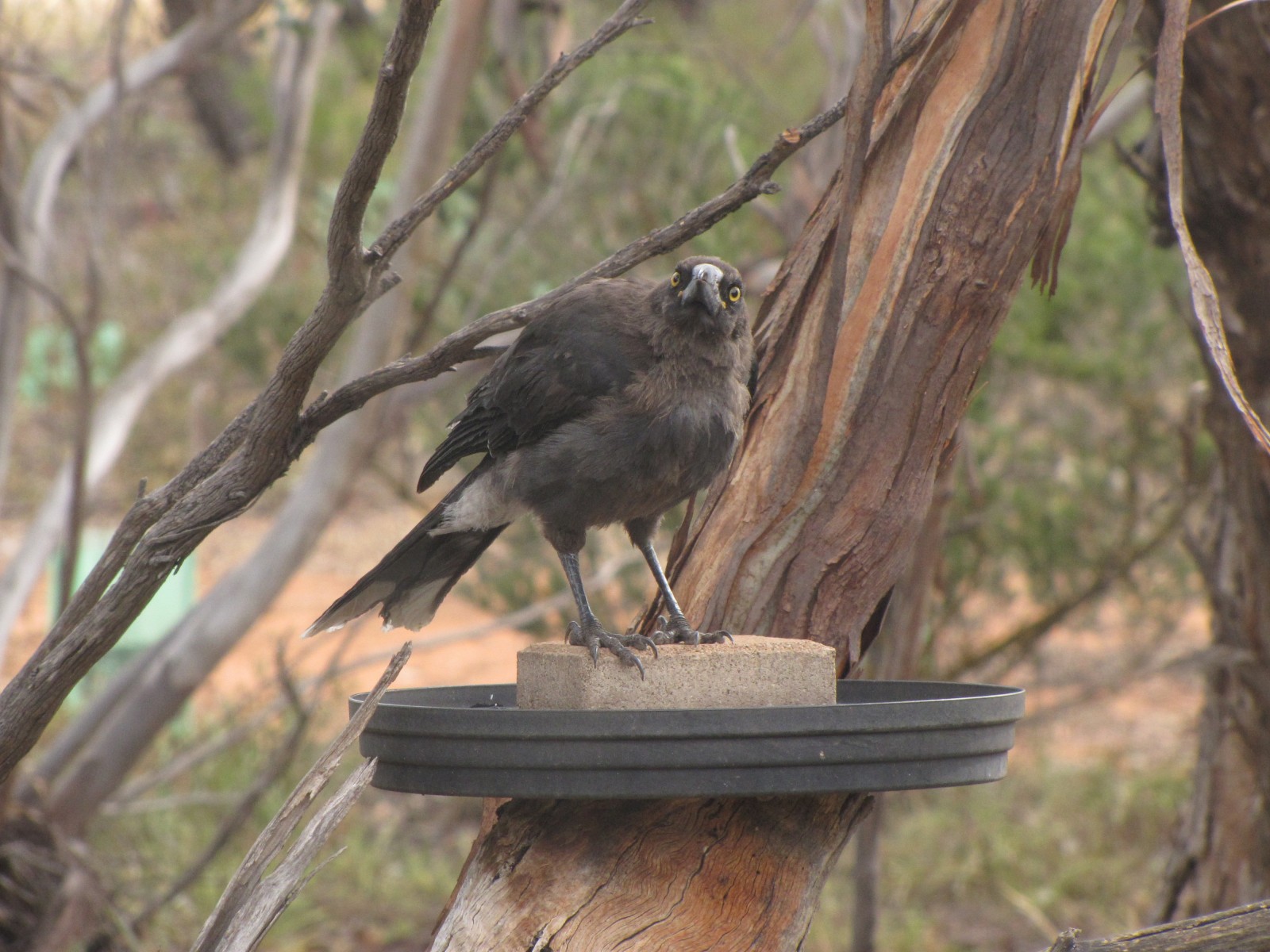 Grey Currawong Archives - Trevor's Birding - Trevor's Birding