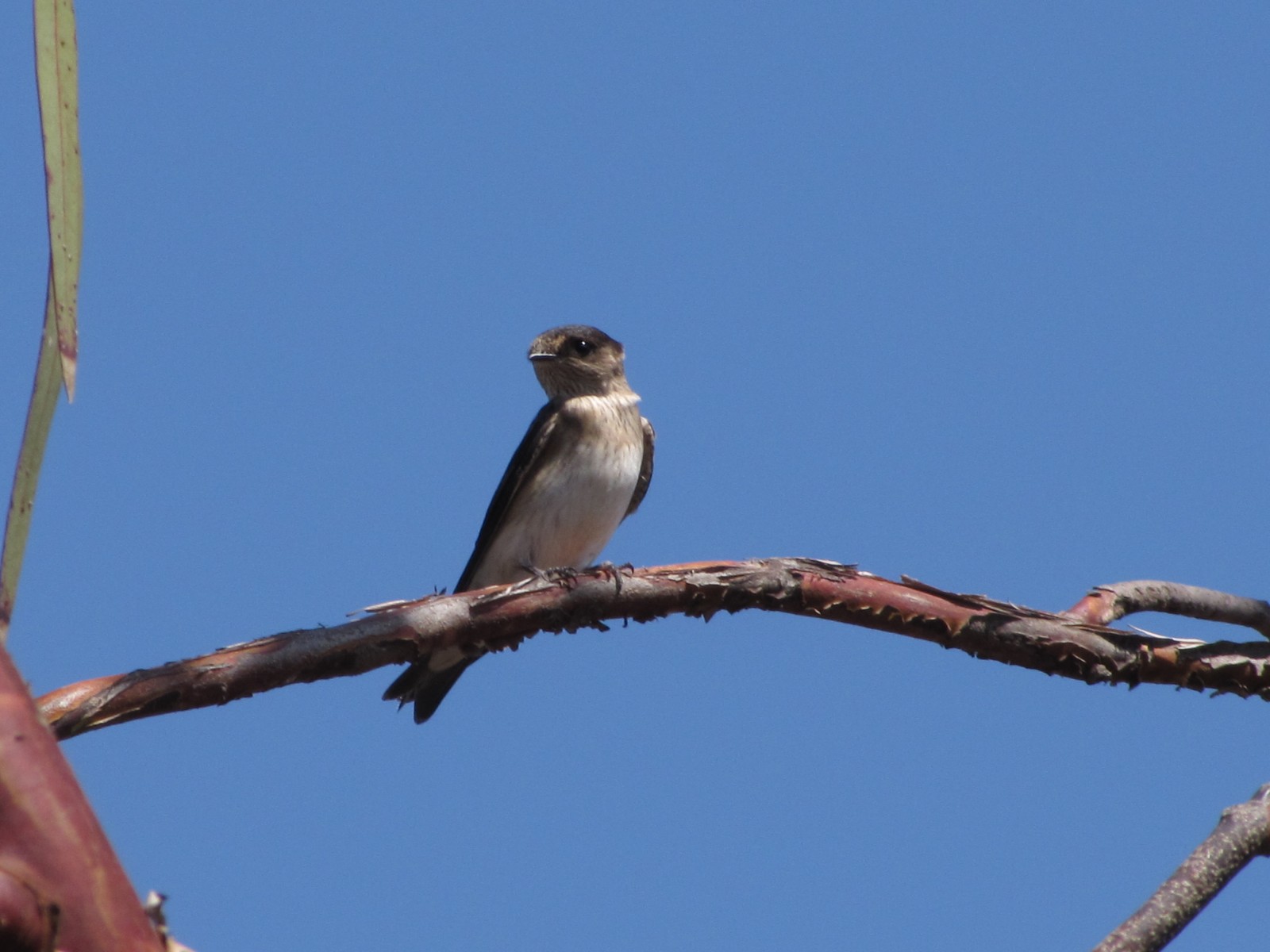 Tree Martins Archives - Trevor's Birding - Trevor's Birding