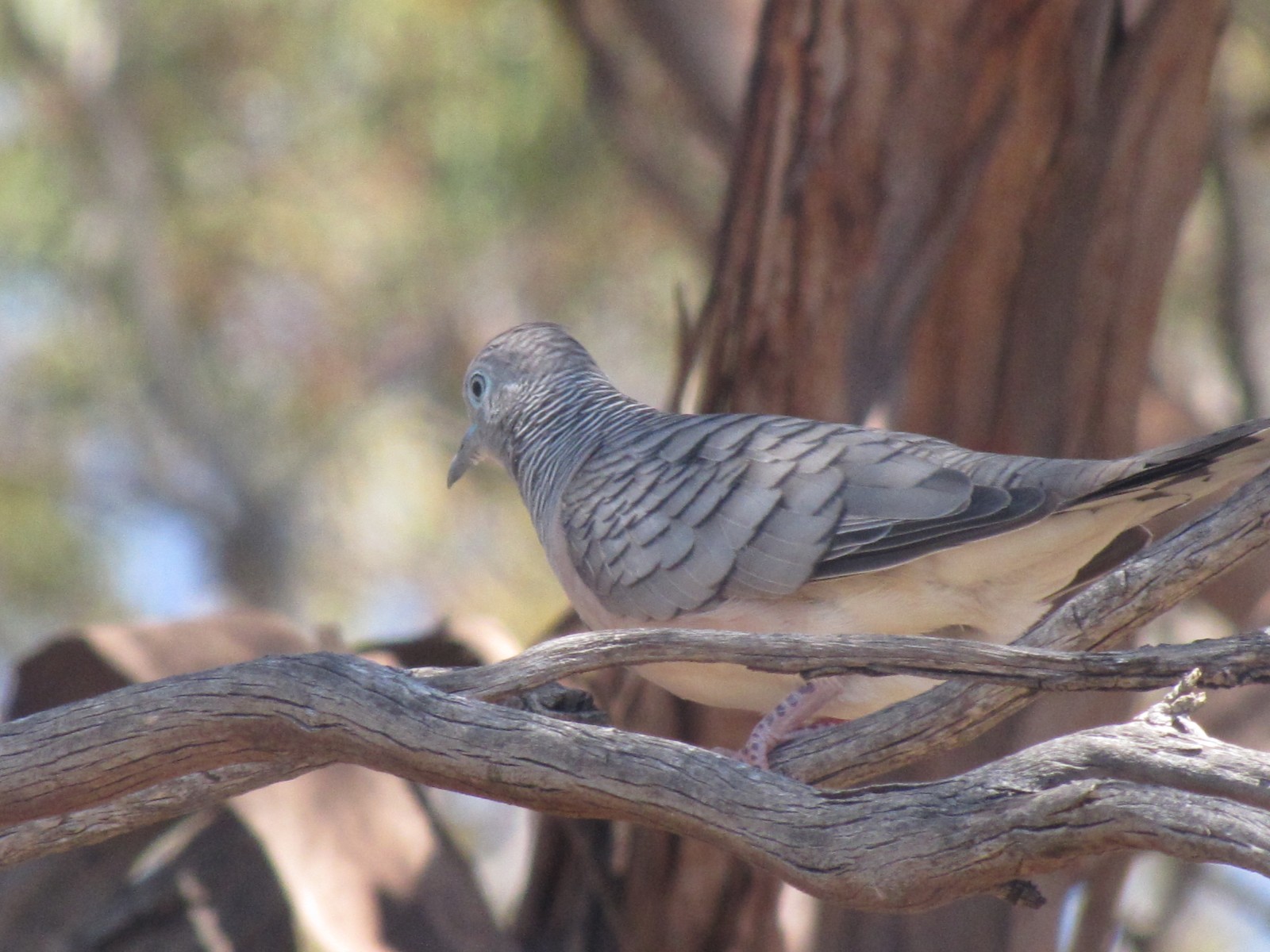 Peaceful Doves in our garden - Trevor's Birding