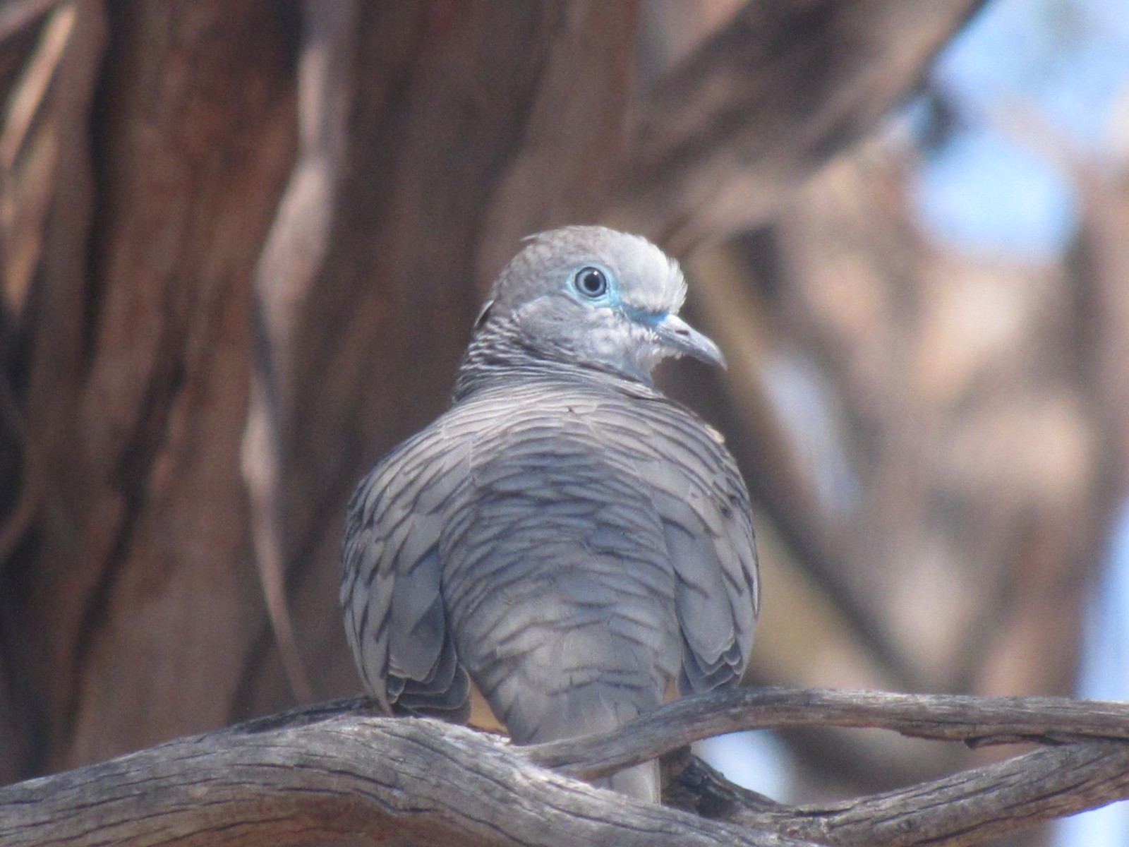 Peaceful Doves in our garden - Trevor's Birding