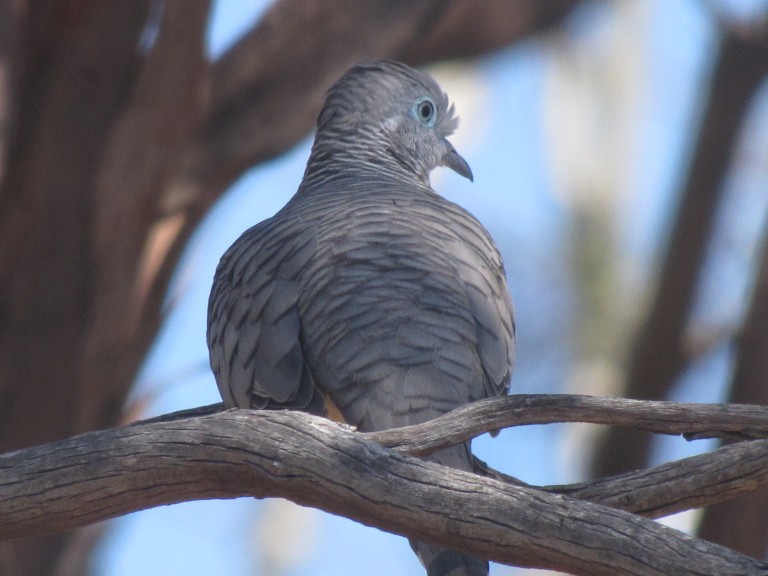 Peaceful Doves in our garden - Trevor's Birding
