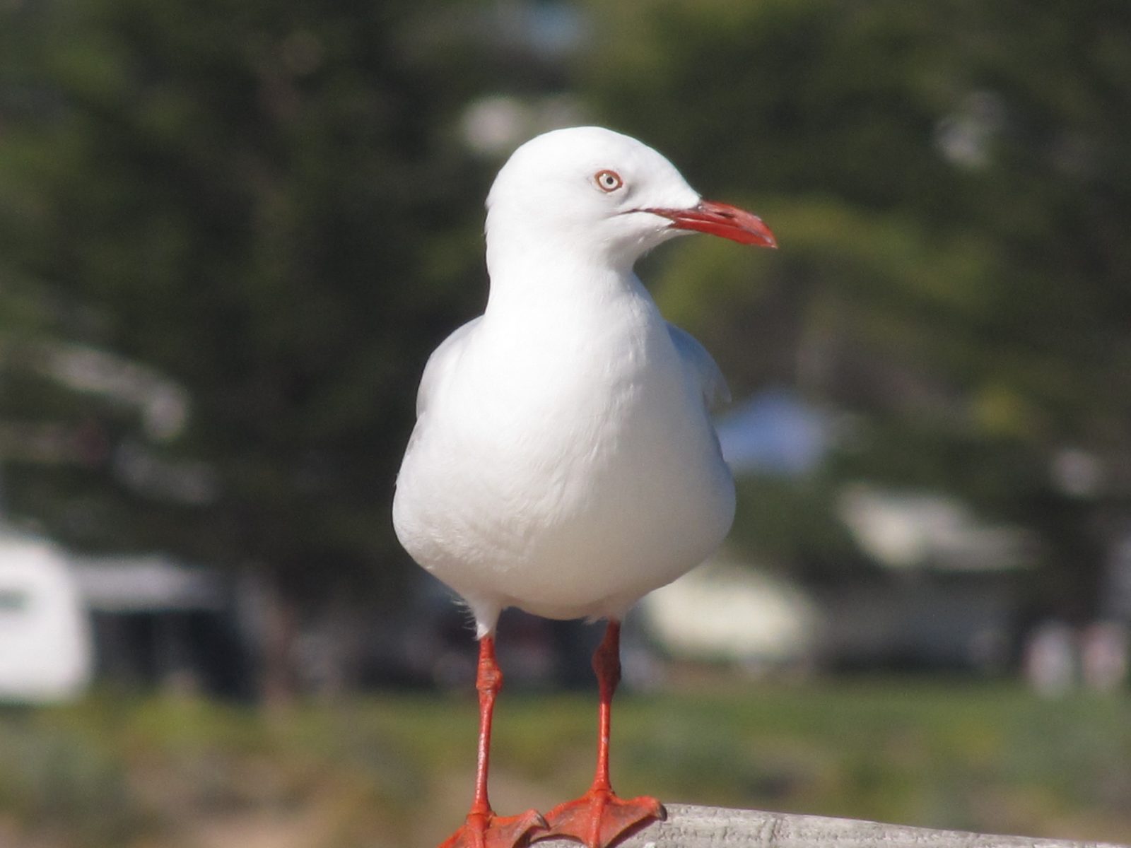 Nice pose for a Silver Gull - Trevor's Birding