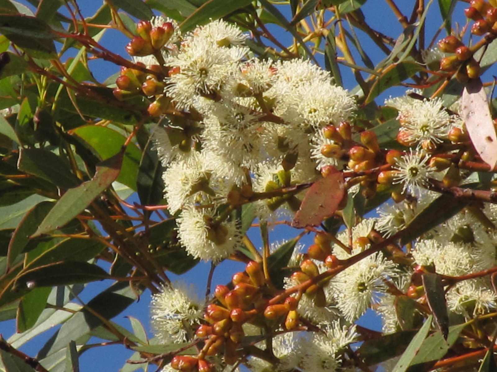 Mallee trees Archives - Trevor's Birding - Trevor's Birding