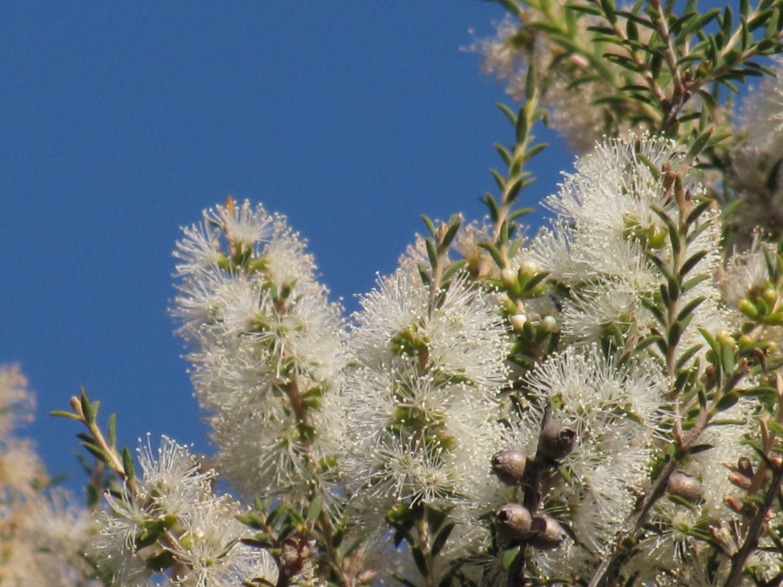 Mallee trees Archives - Trevor's Birding - Trevor's Birding