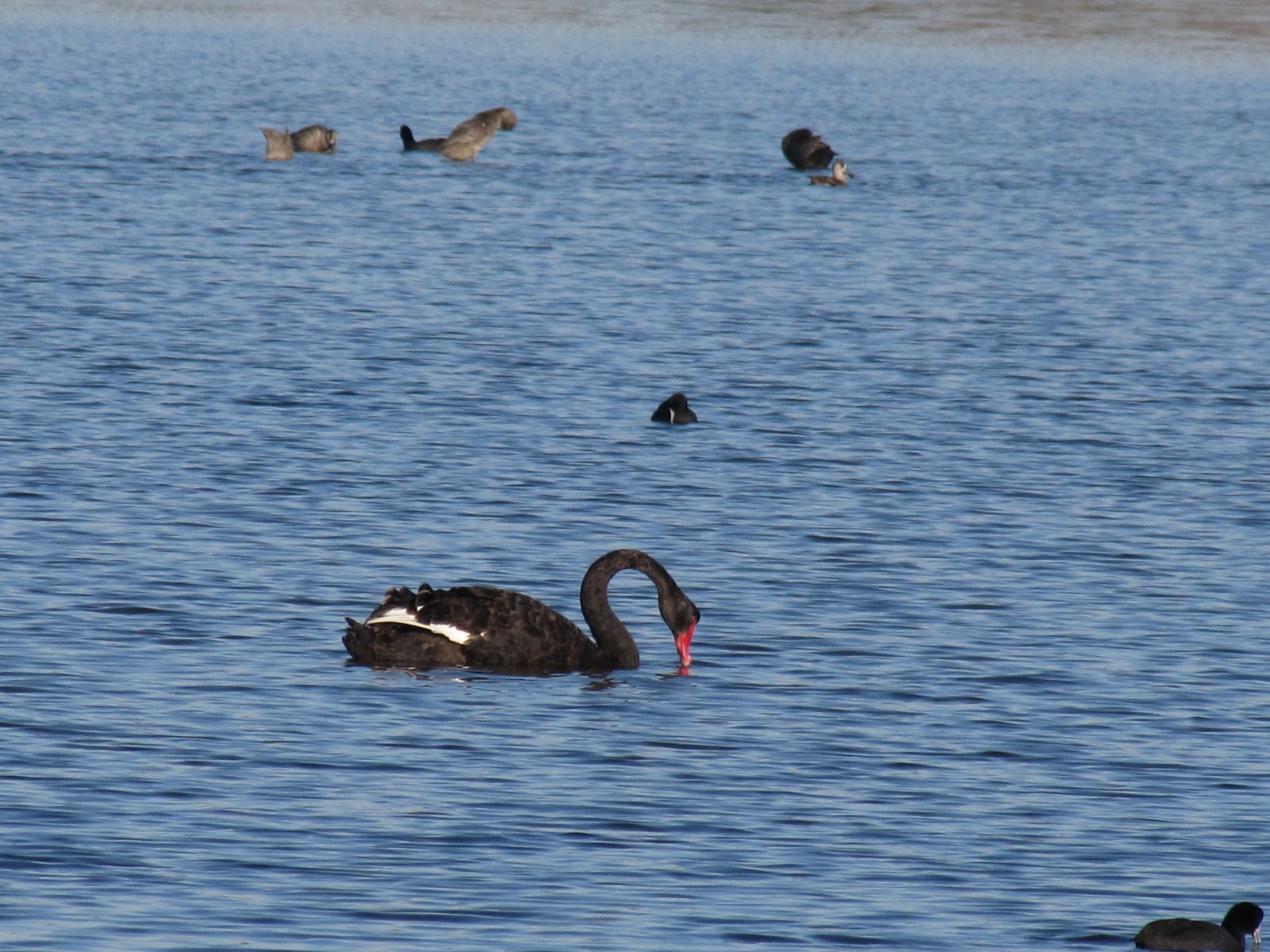 Birding along the River Murray - Trevor's Birding