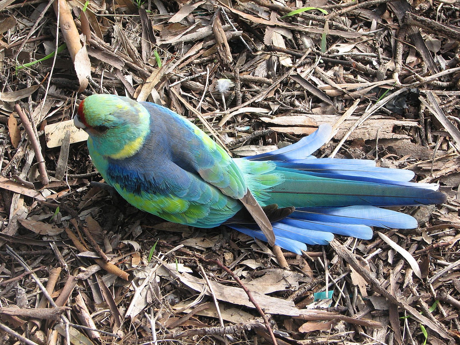 Beautiful Mallee Ringneck Parrots - Trevor's Birding