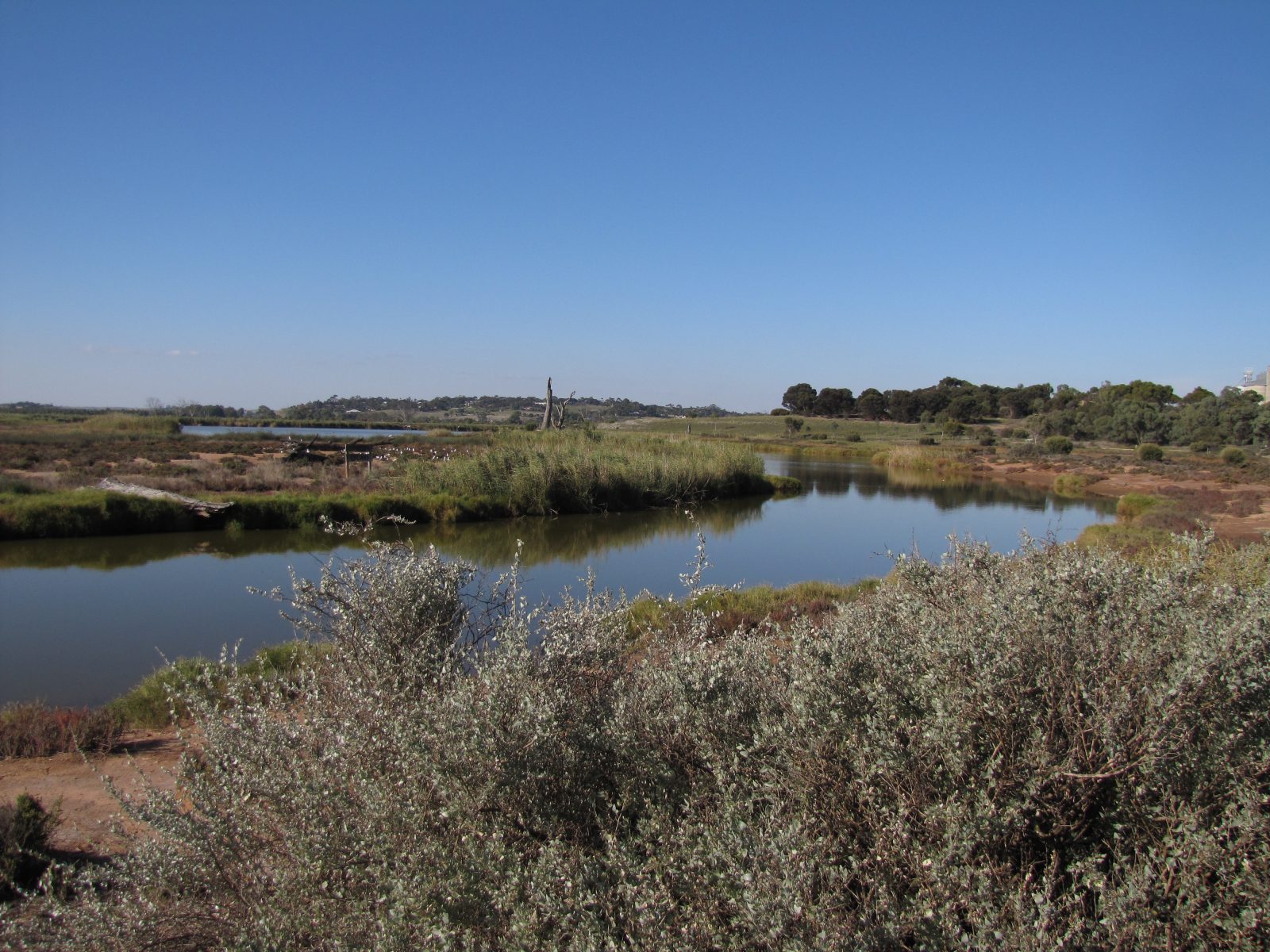 Rocky Gully Wetlands, Murray Bridge - Trevor's Birding
