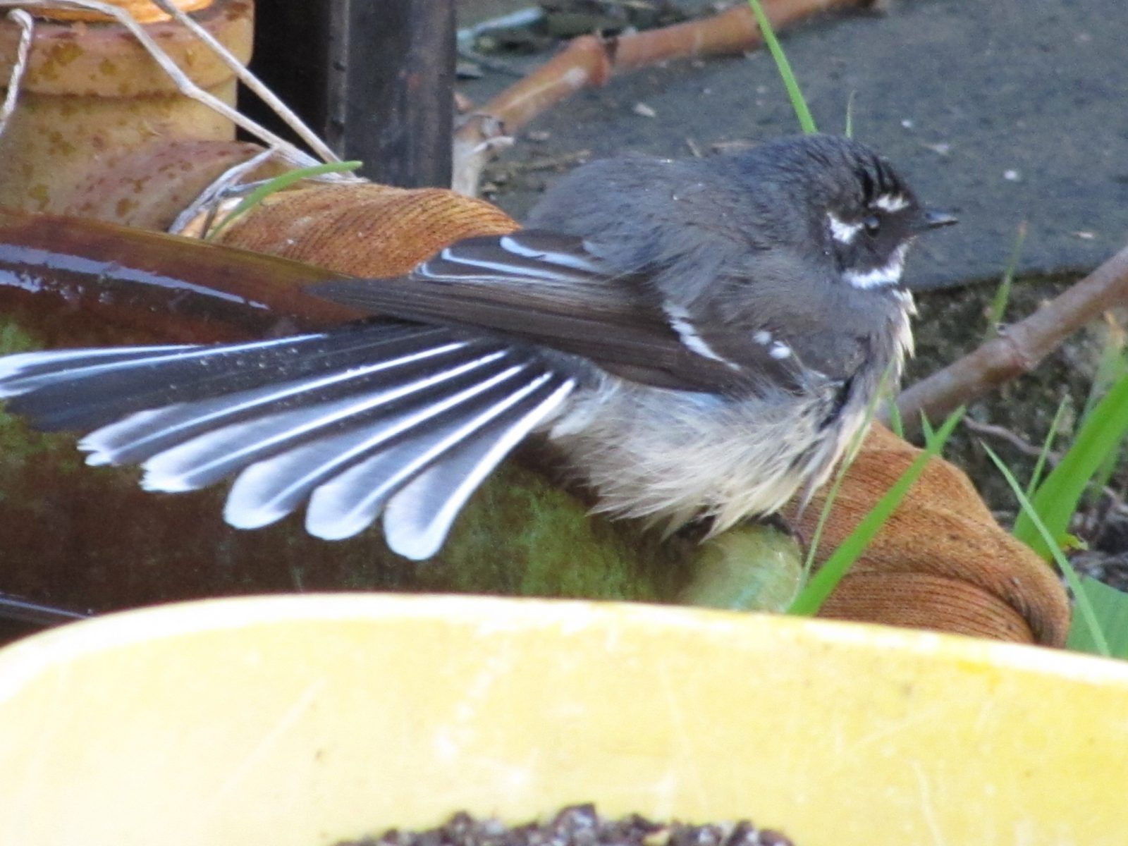Grey Fantail comes up close - Trevor's Birding