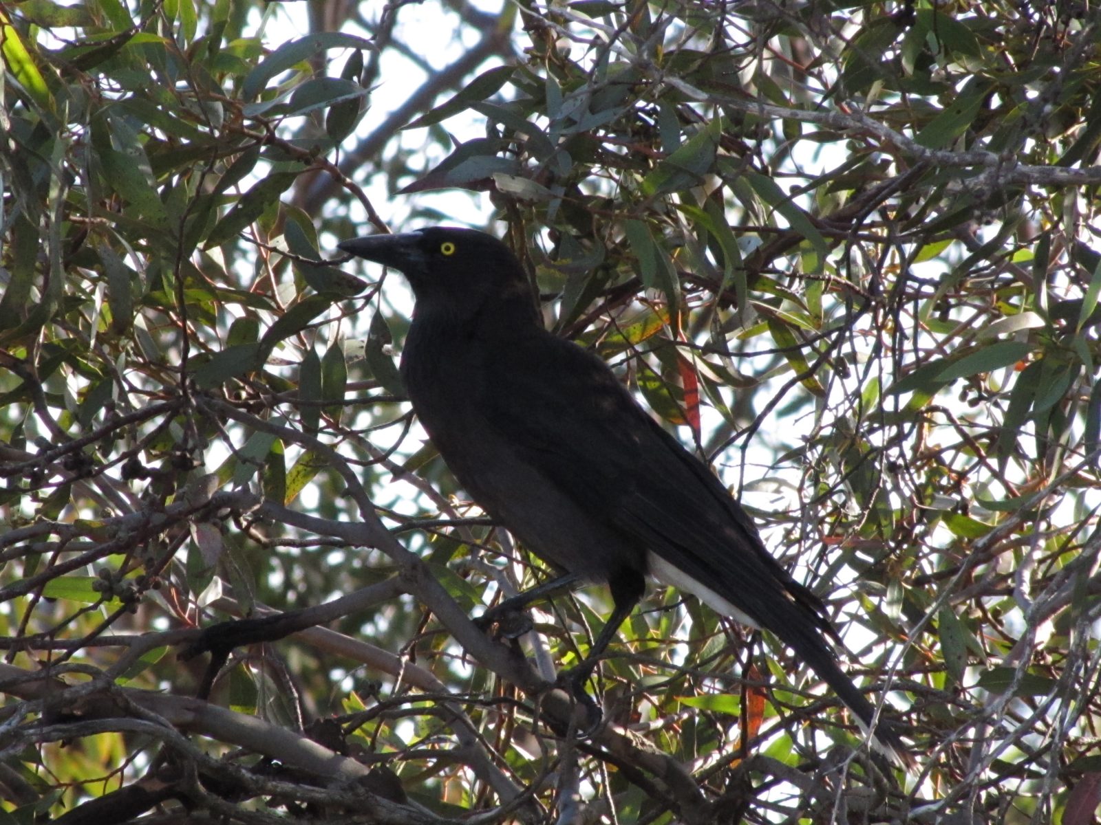 Magpies and Currawongs Archives - Trevor's Birding - Trevor's Birding