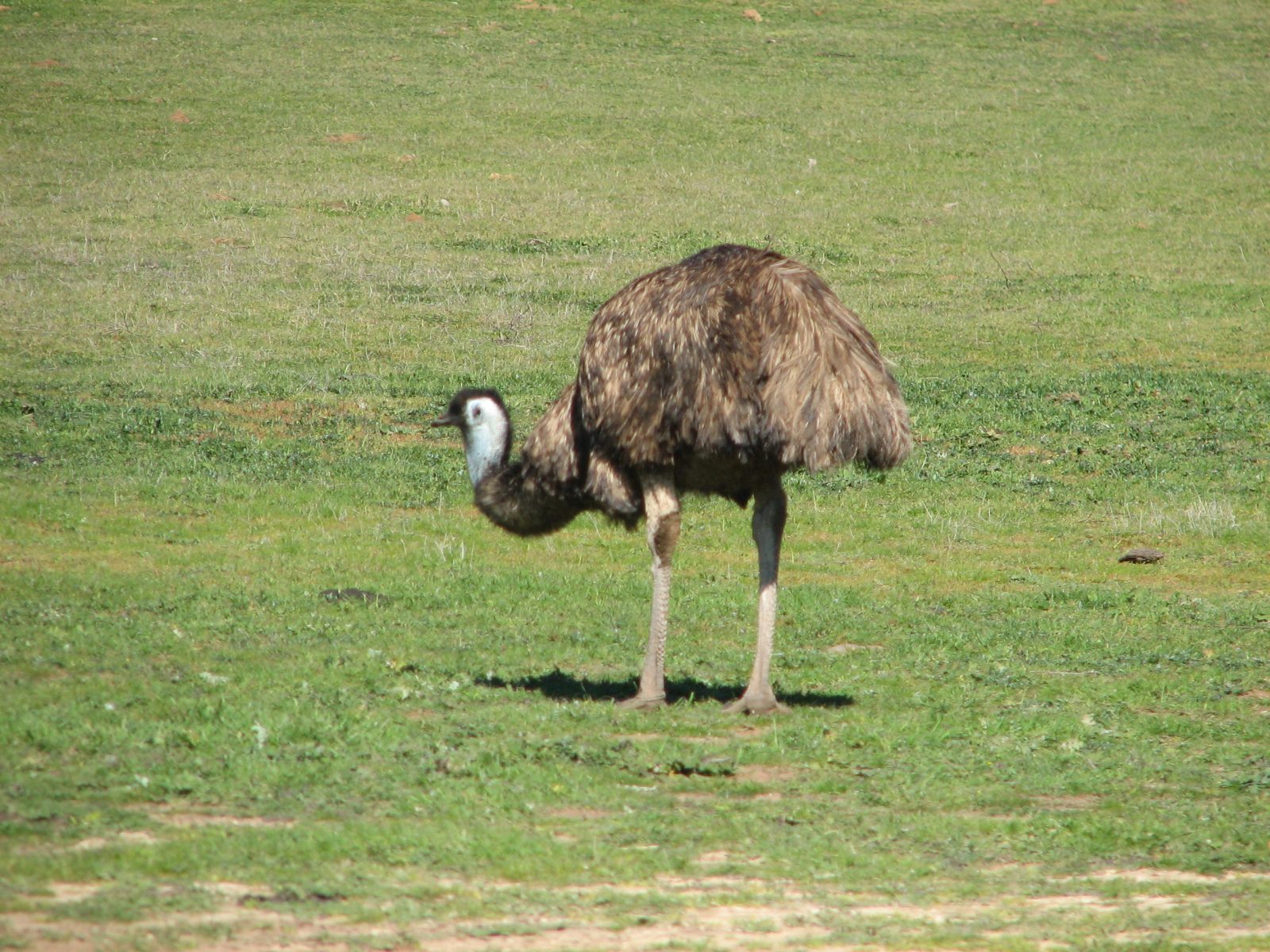 Where are all the Emus? - Trevor's Birding