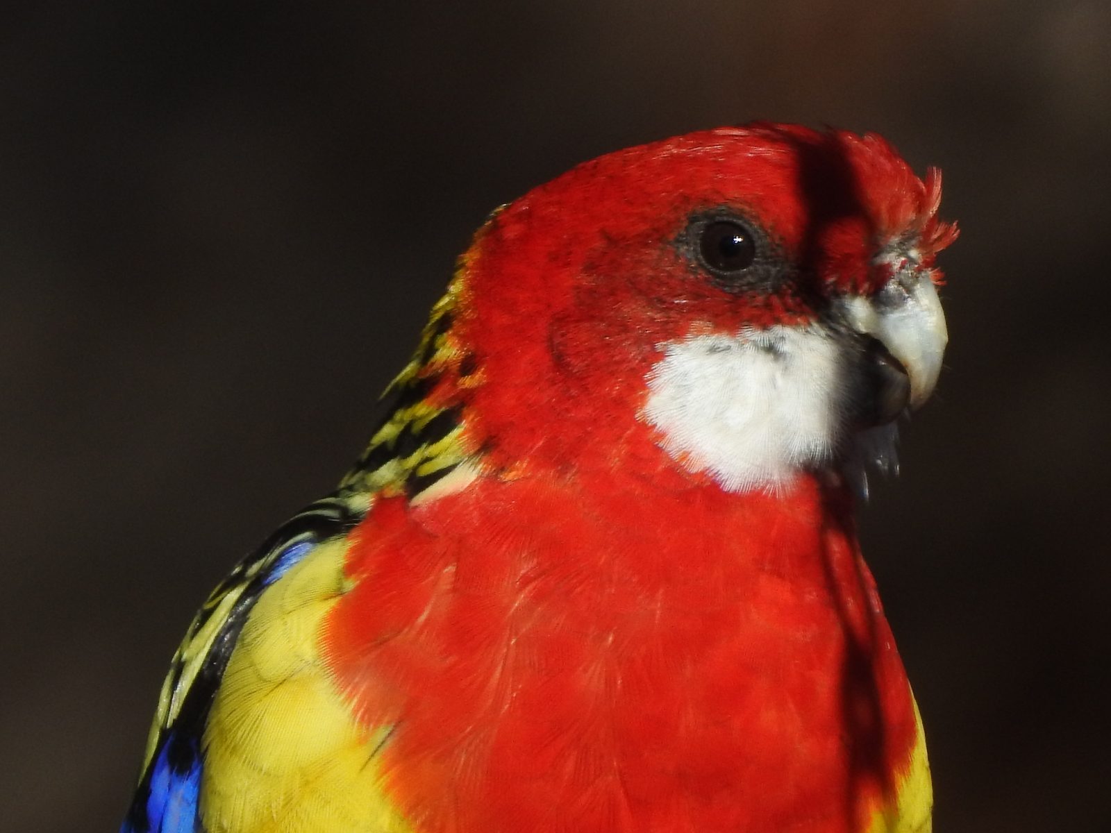 The beautiful Eastern Rosella - Trevor's Birding