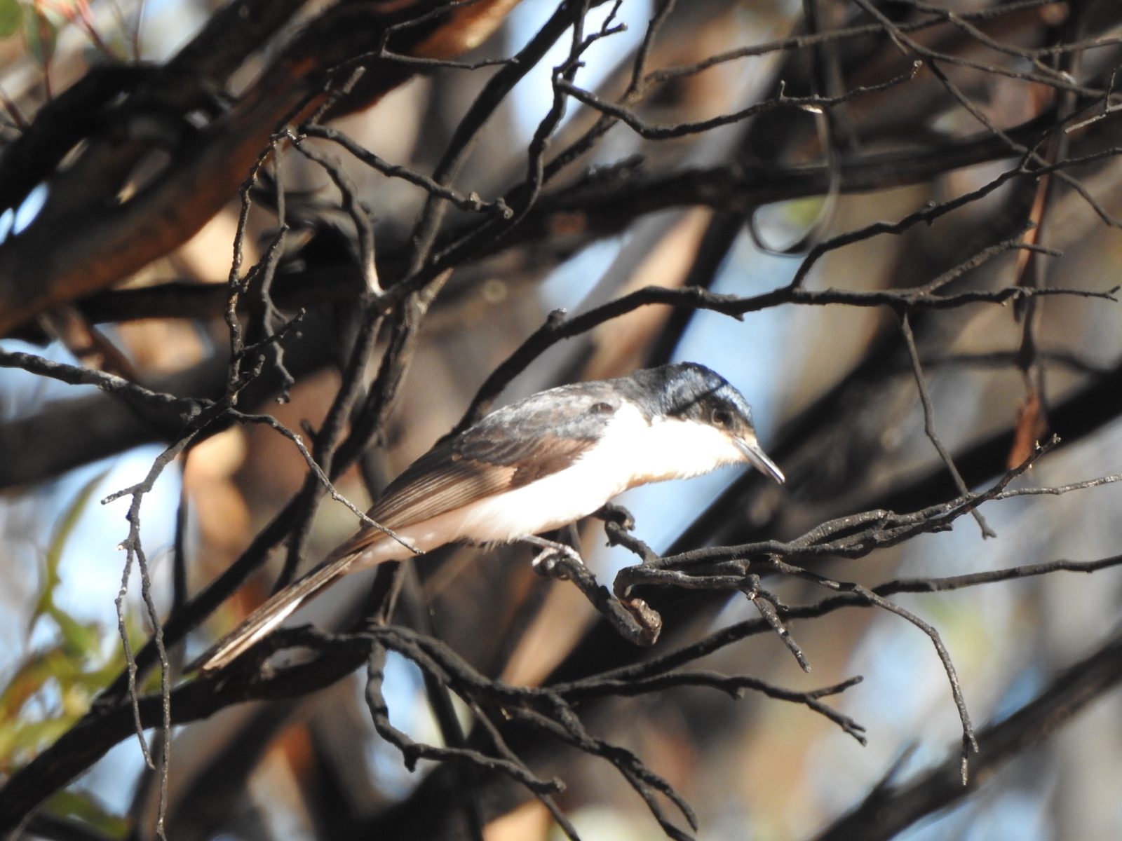 Restless Flycatcher in Lowan Conservation Park - Trevor's Birding