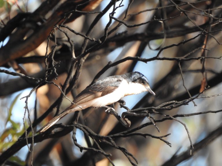 Restless Flycatcher in Lowan Conservation Park - Trevor's Birding