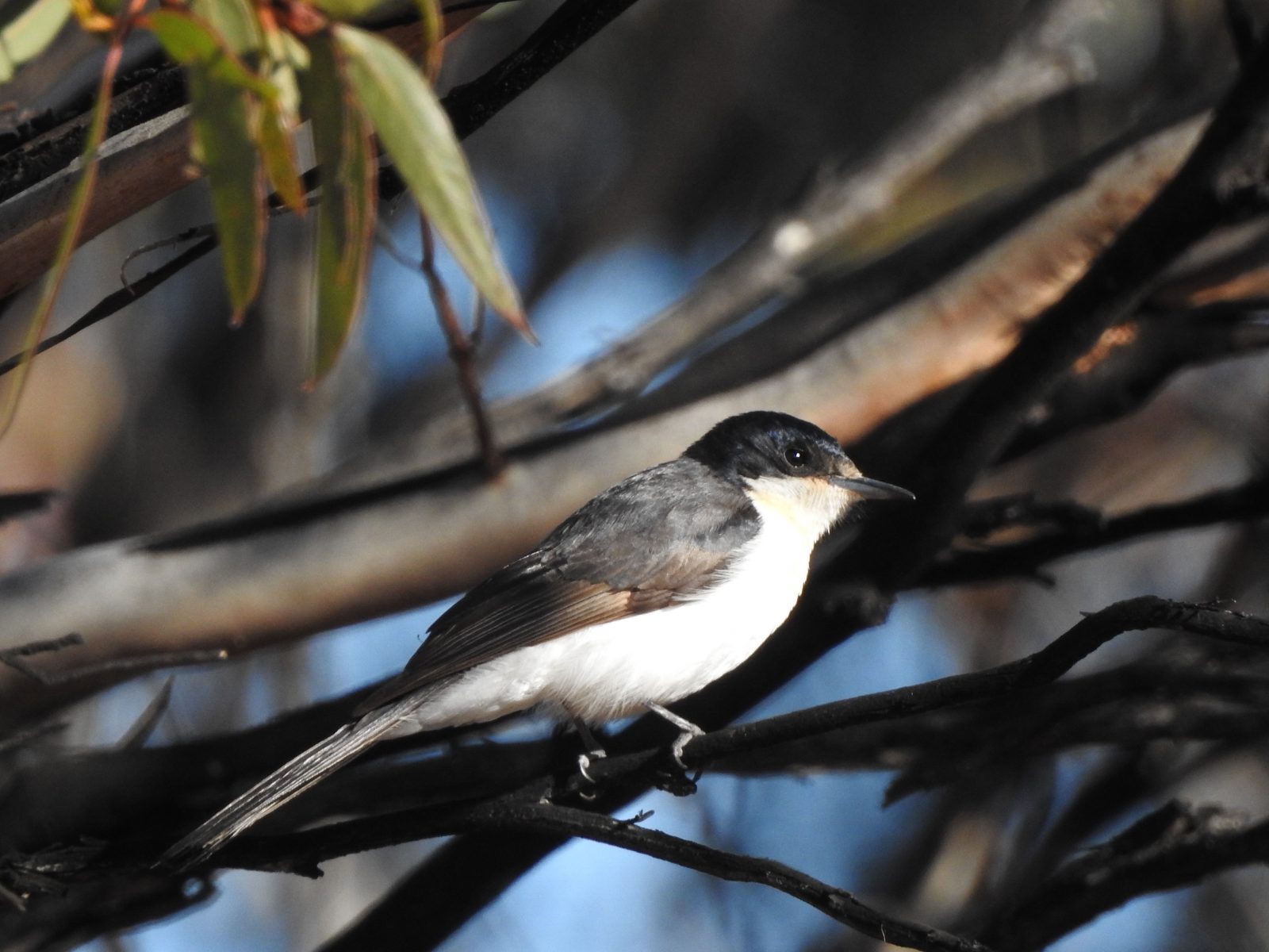 Restless Flycatcher in Lowan Conservation Park - Trevor's Birding