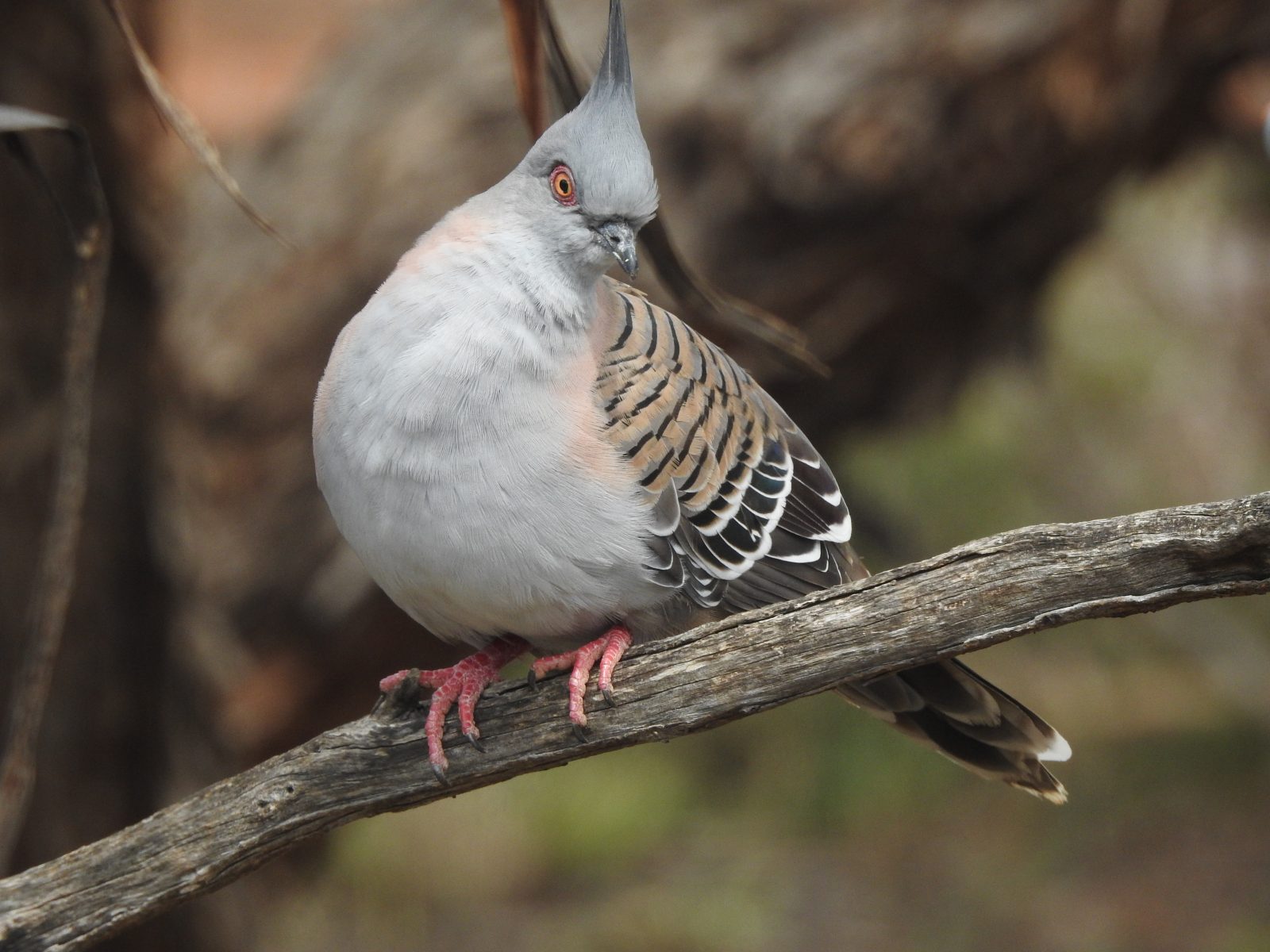 The beautiful Crested Pigeon - Trevor's Birding