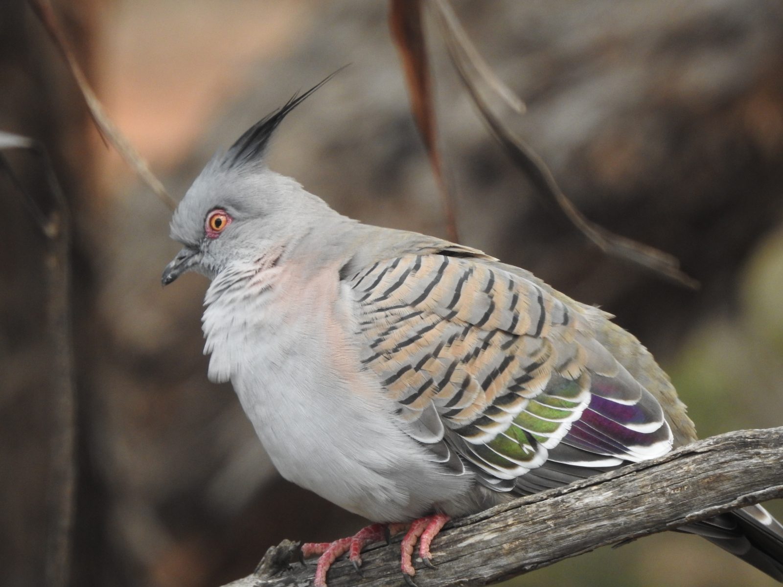 The beautiful Crested Pigeon - Trevor's Birding