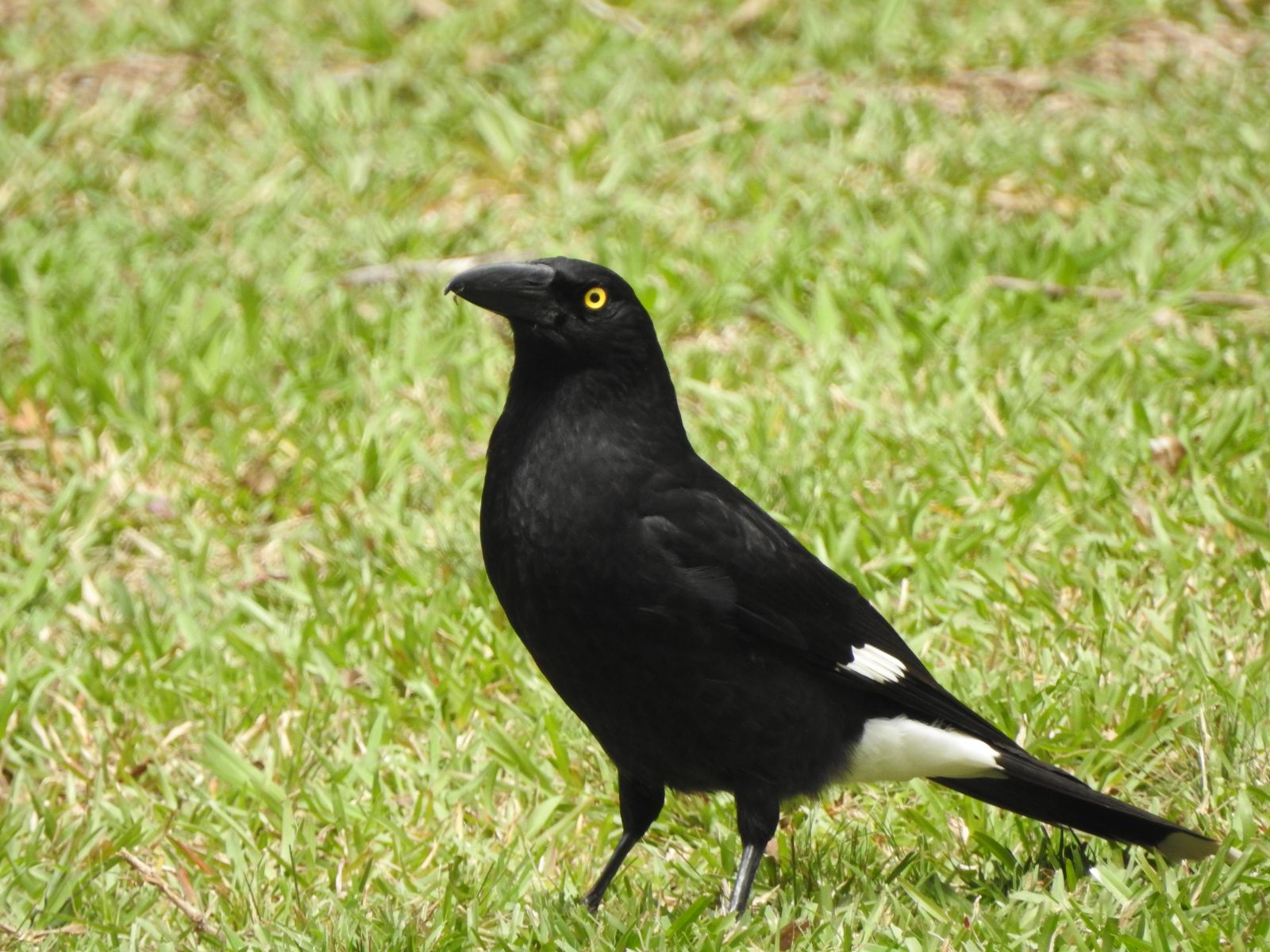 Magpies and Currawongs Archives - Trevor's Birding - Trevor's Birding