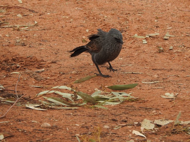Apostlebirds at Lake Cullulleraine - Trevor's Birding
