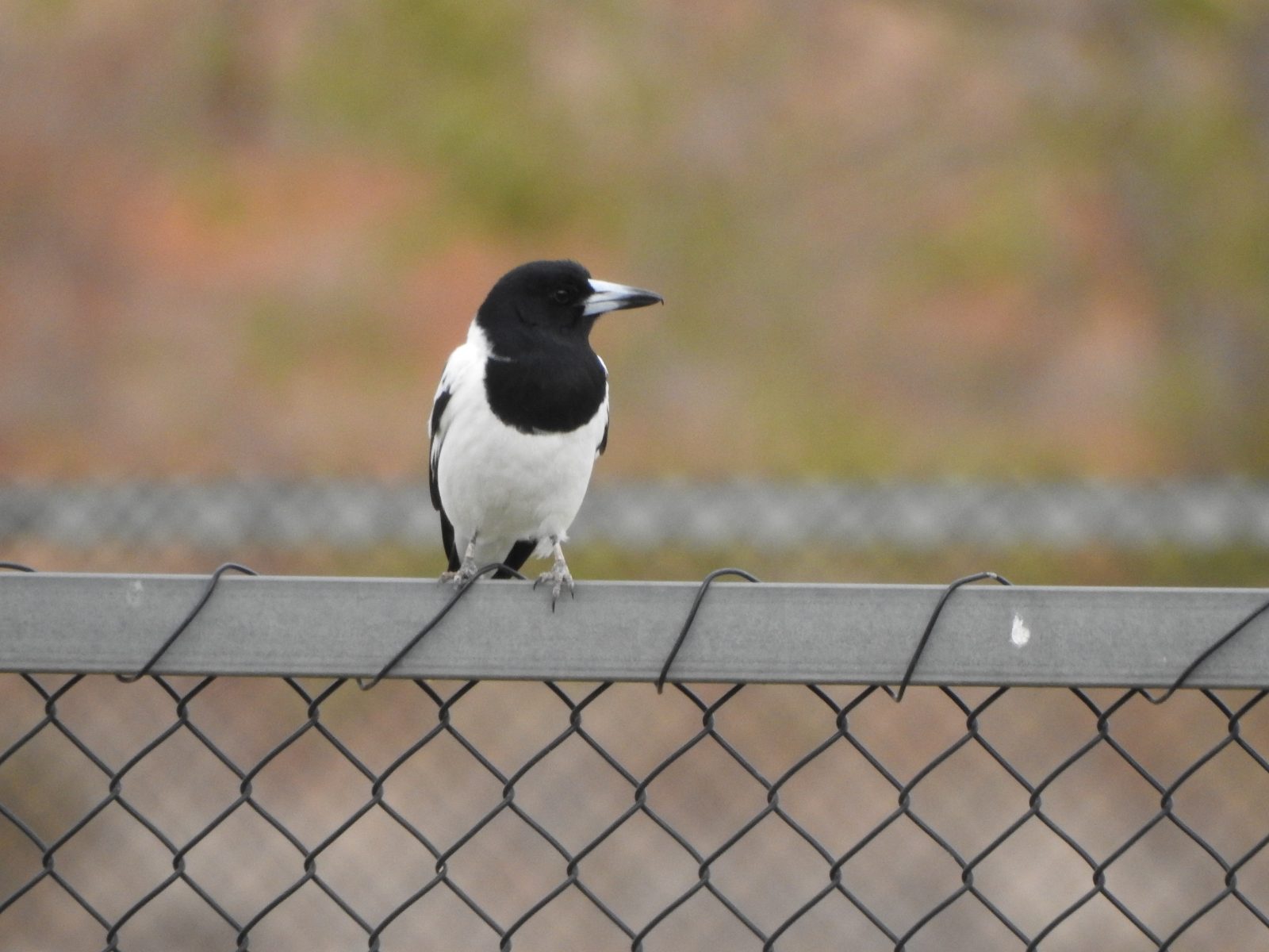 Pied Butcherbirds - Trevor's Birding