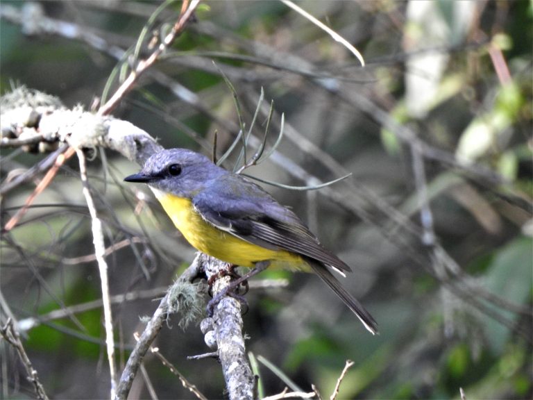 Robins Archives - Trevor's Birding - Trevor's Birding