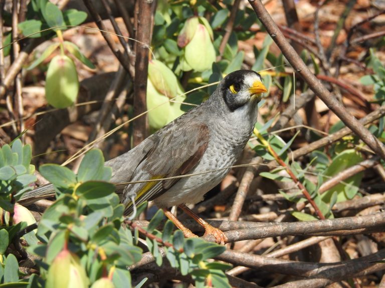 Noisy Miners Archives - Trevor's Birding - Trevor's Birding
