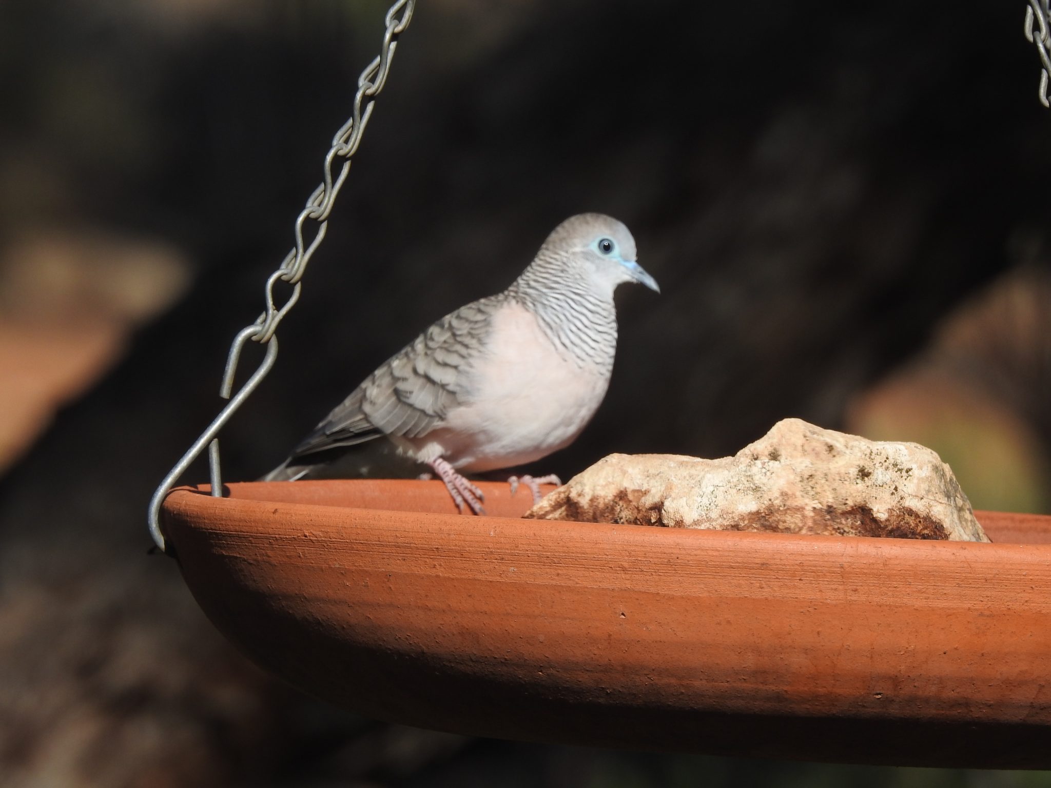 Peaceful Doves in my garden - Trevor's Birding