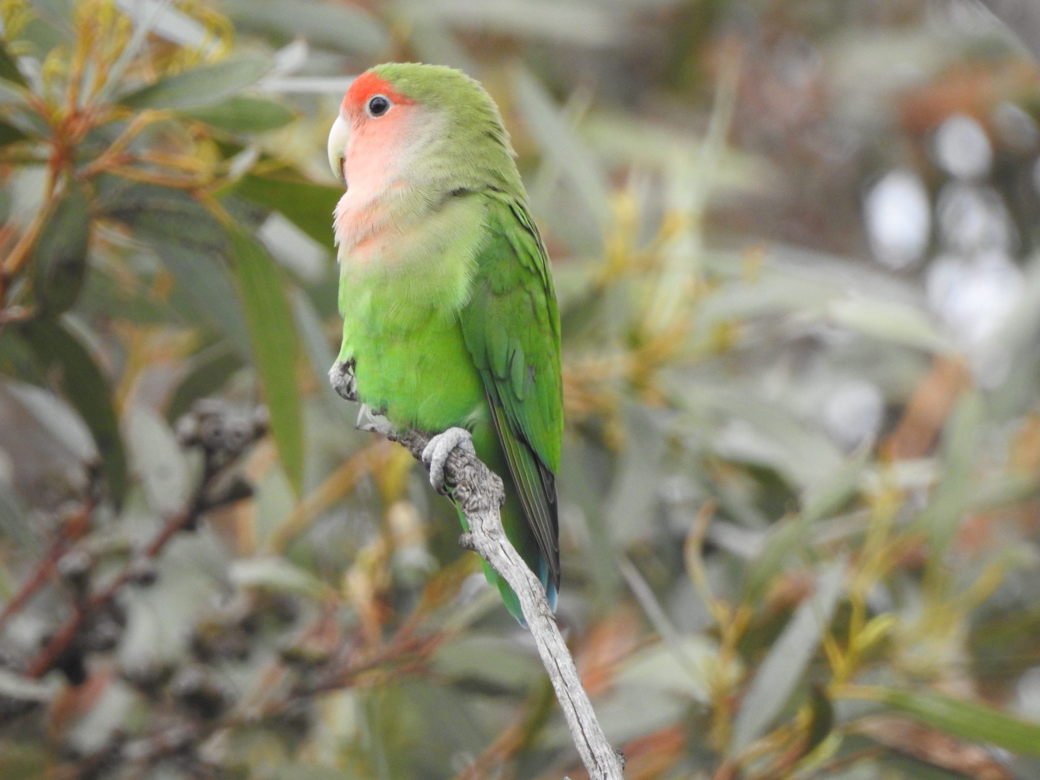 Non-Australian birds Archives - Trevor's Birding - Trevor's Birding