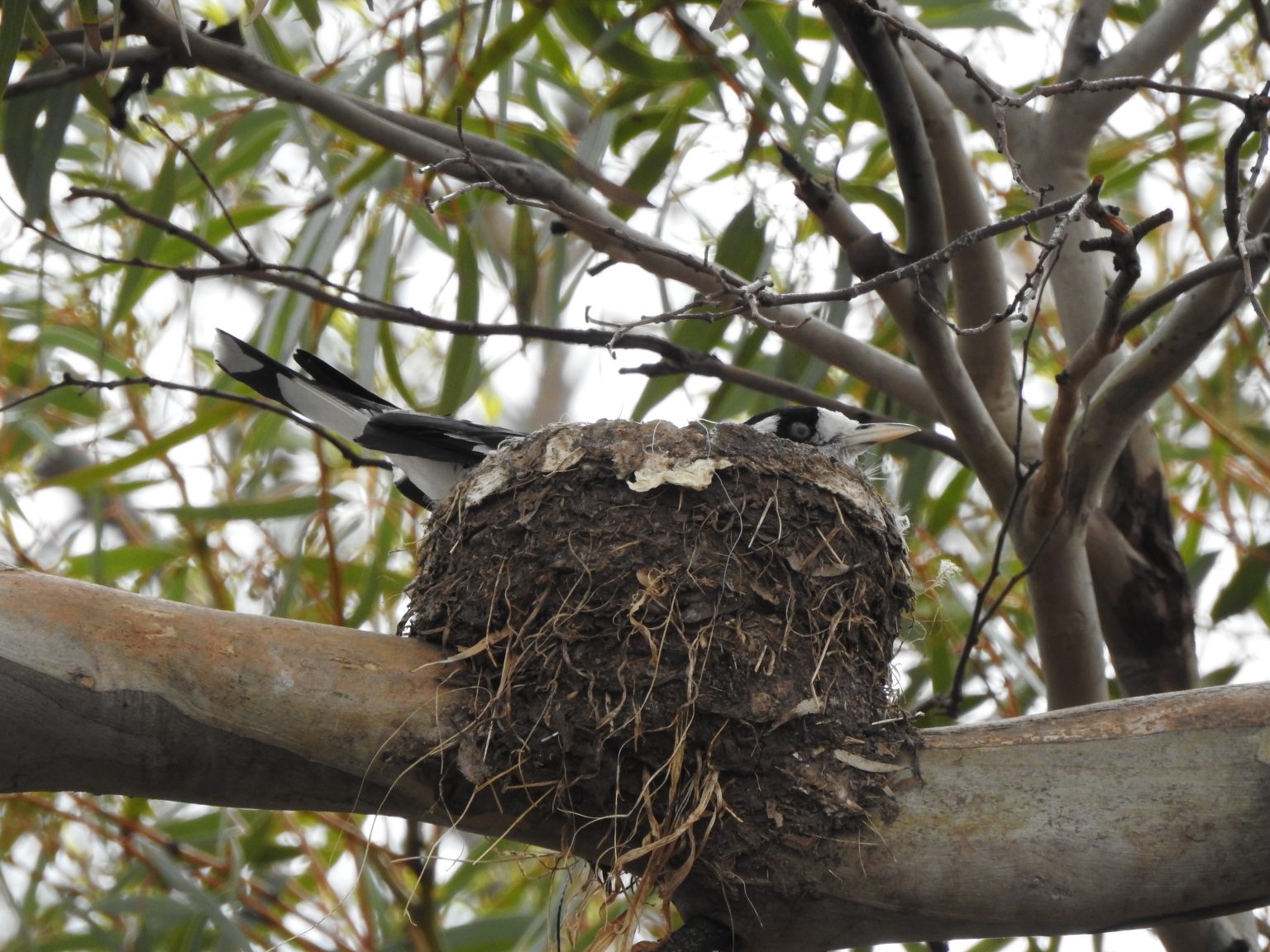 Nests Archives - Trevor's Birding - Trevor's Birding