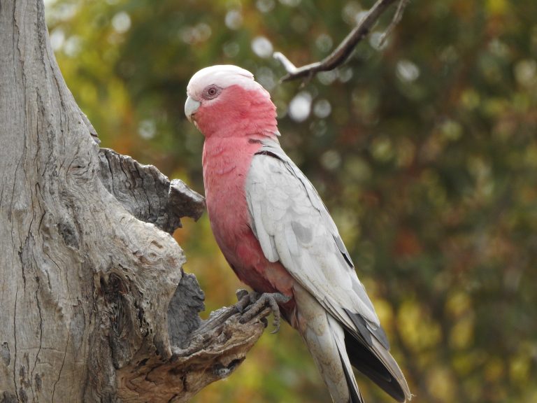 Trevor's Birding