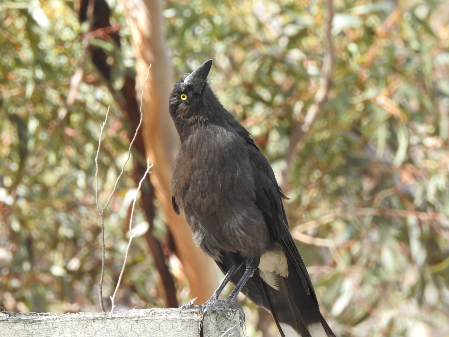 Magpies and Currawongs Archives - Trevor's Birding - Trevor's Birding
