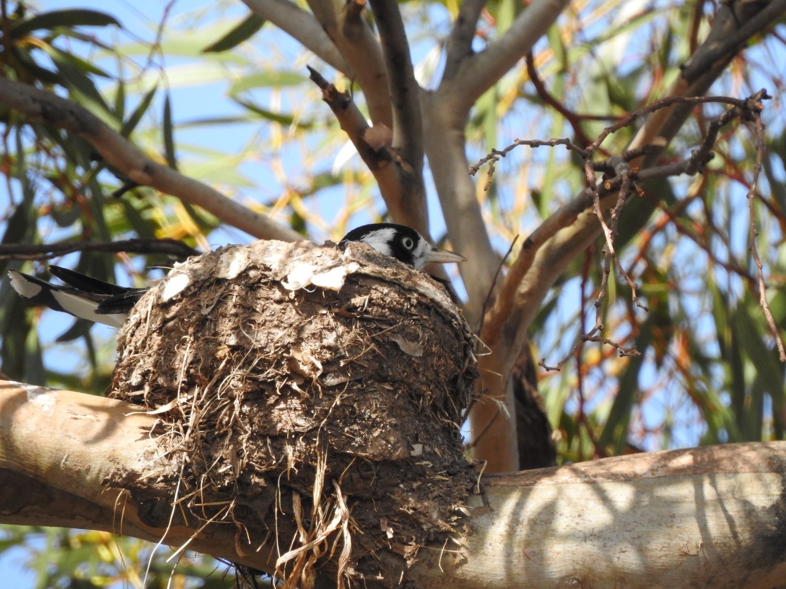 Nests Archives - Trevor's Birding - Trevor's Birding