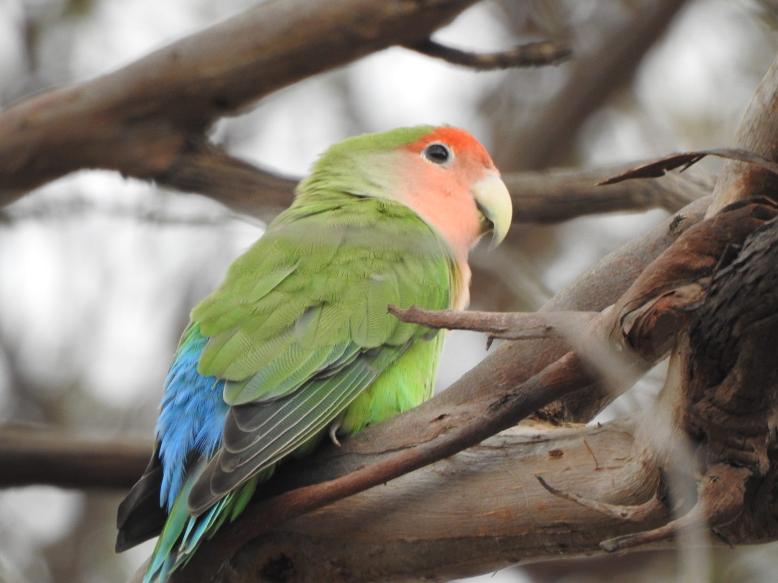 Non-Australian birds Archives - Trevor's Birding - Trevor's Birding